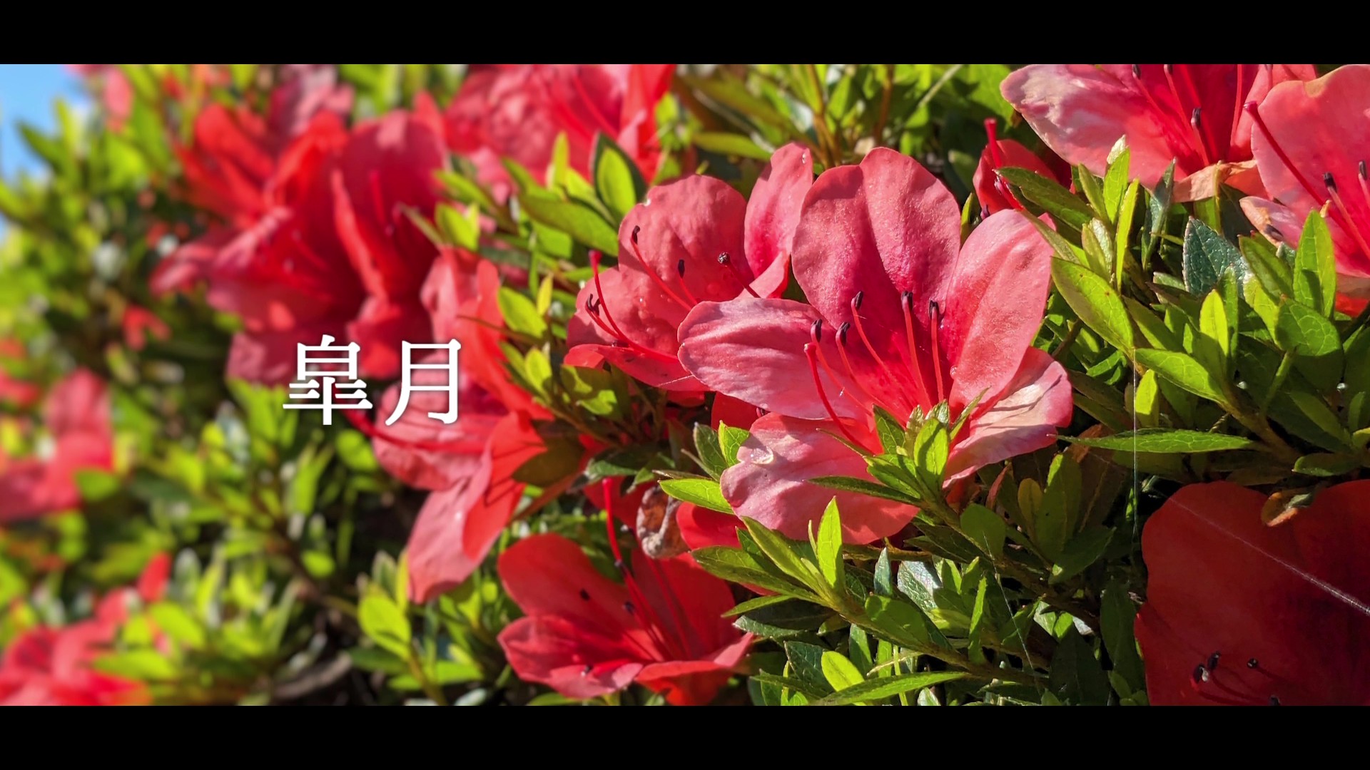 PVとMV、文字PVとリリックビデオの違い【音楽映像】